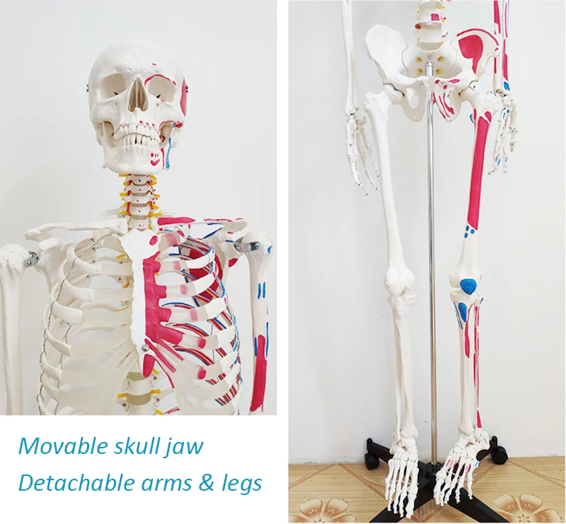 180cm PVC Medical Anatomy Skeleton Model Medical Human Skeleton Model ...