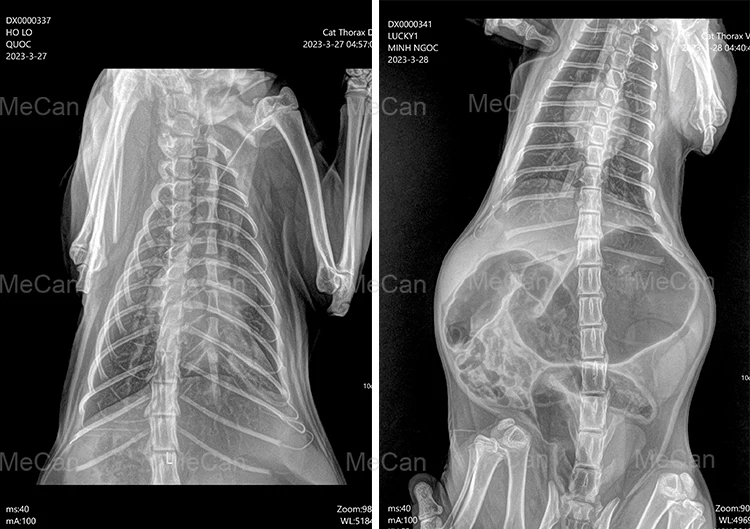 Veterinary Digital X-Ray Machine for Vet Clinics & Animal Healthcare ...
