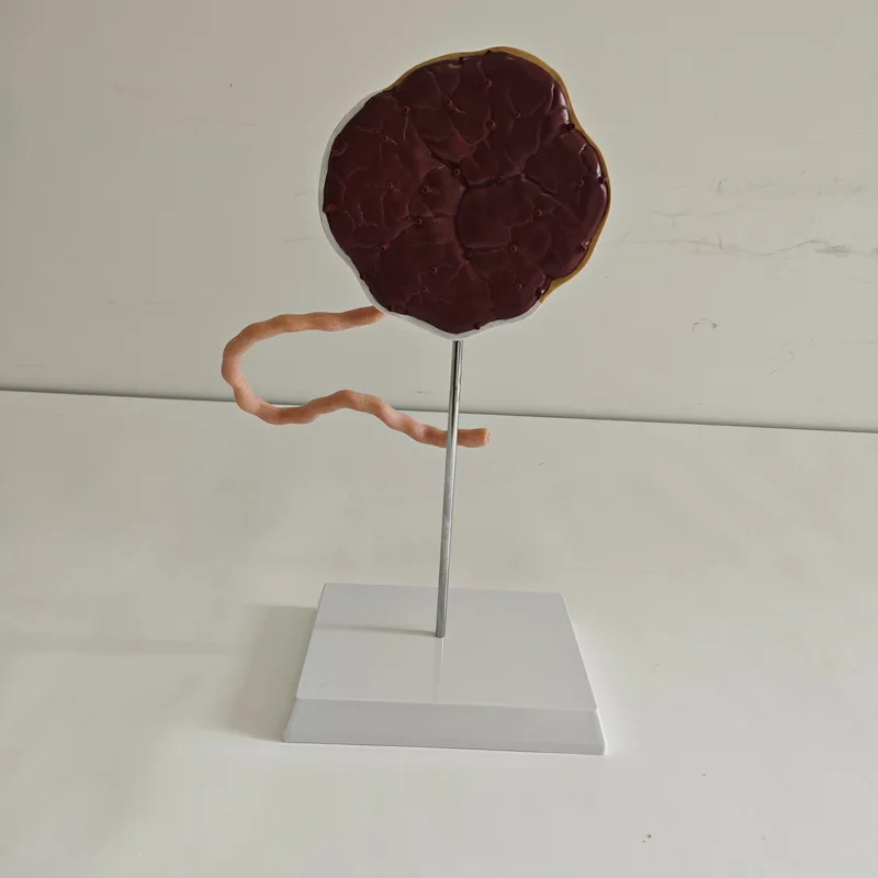 Placenta Anatomical Model With Umbilical Cord - Buy Umbilical Cord ...