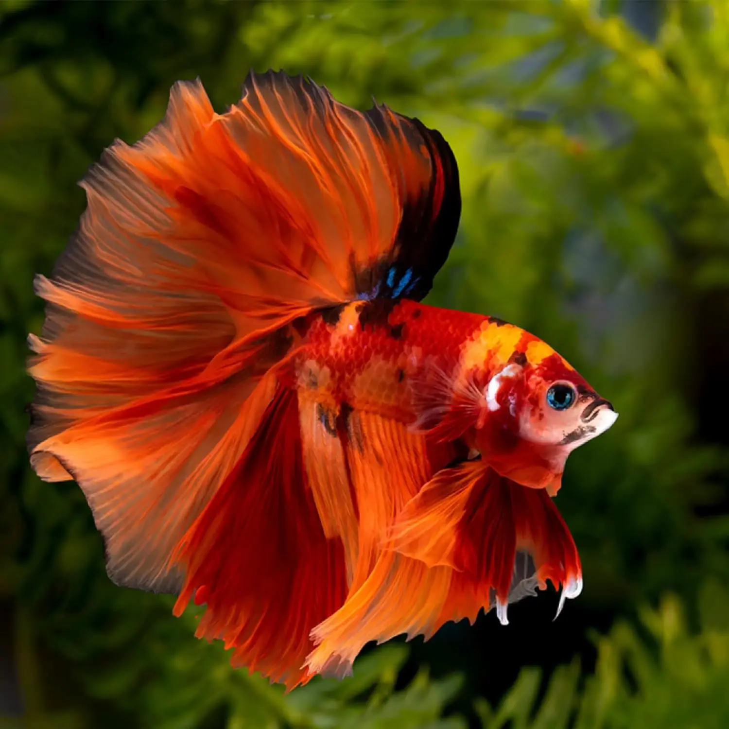 Catappa Leaves for Shrimp & Betta Tanks - Natural Benefits