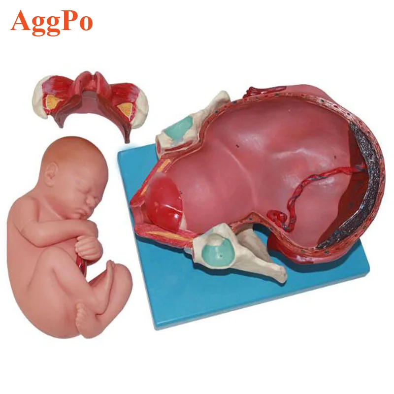 Human Birthing Process