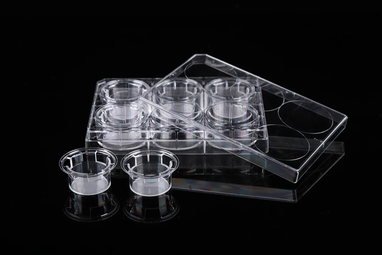 Polystyrene Membrane Cell Culture Inserts - Transwell 24-Well Plate