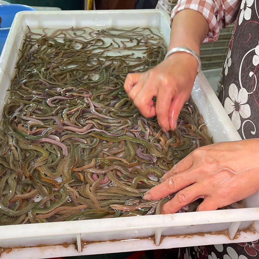 Fresh Live Blood Worm Fishing Bait Green Worm Living Lugworm Nereis ...