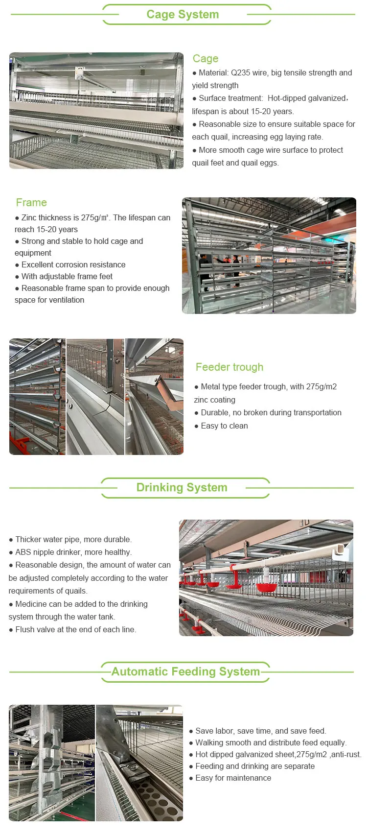 Automatic Quail Cage System - H Type Metal Cages with Auto Feeding ...