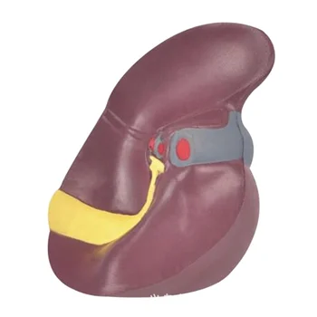 Pu Foam Organs Liver Stress Ball Specially Relieving Pressure ...