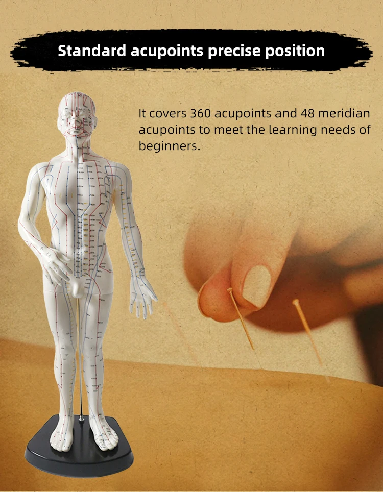 Acupuncture Male Model English Code 50cm Human Male Whole Body ...