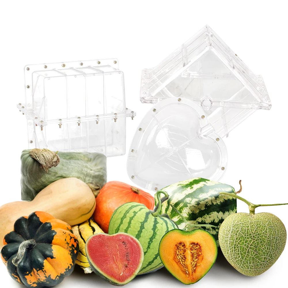 Popular Fruit Growth Watermelon Shaping Mold Garden Tool for Creative ...
