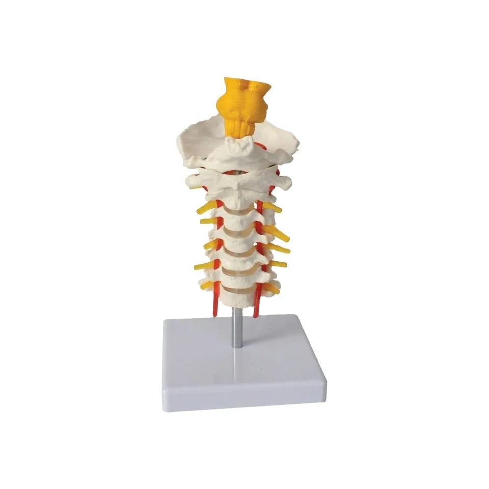 Human Cervical Model Medical Science Clinical Pathology Cervical Spine ...