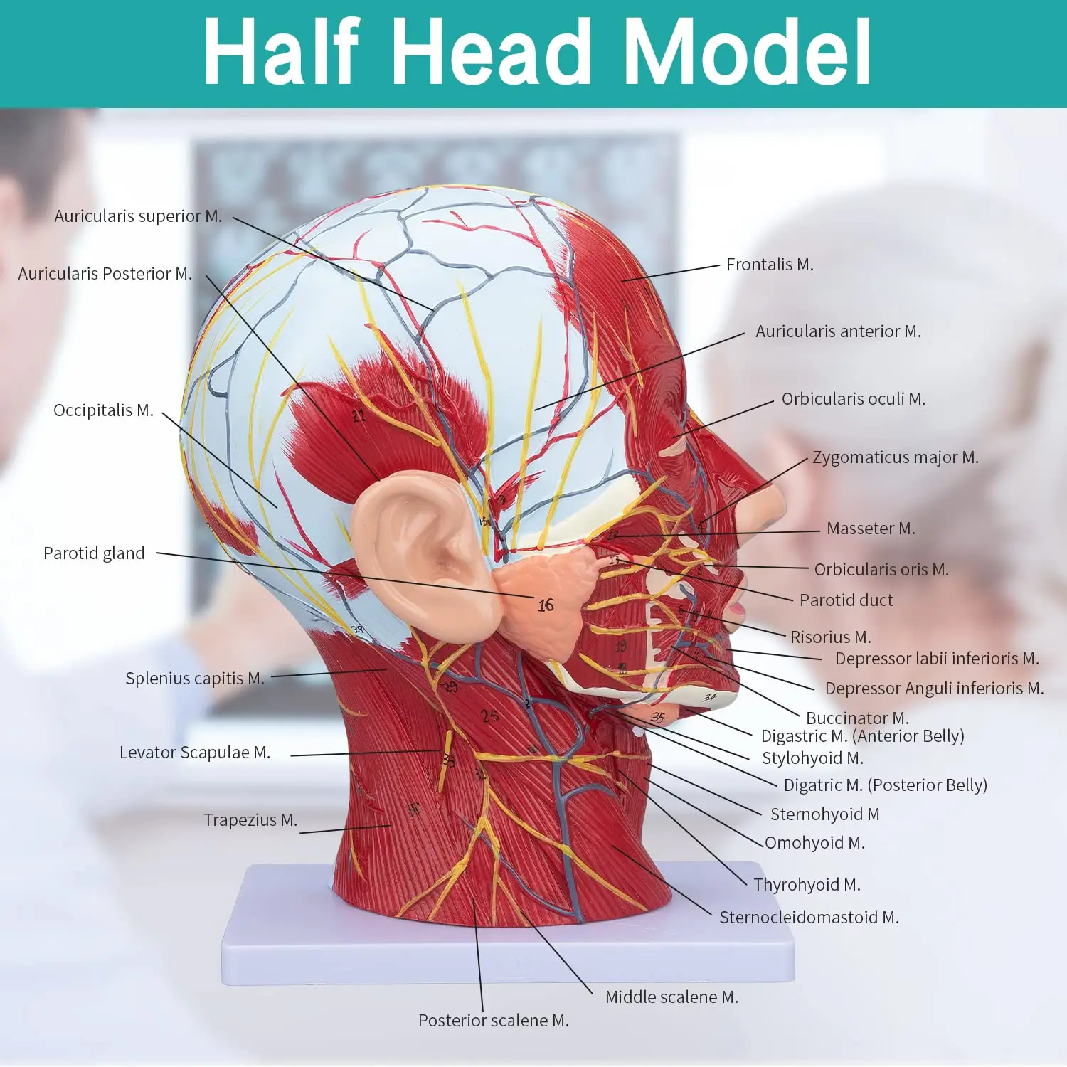 Human Head Anatomy Model Life-size Nasal Cavity And Throat Brain Anatomy Science Classroom ...