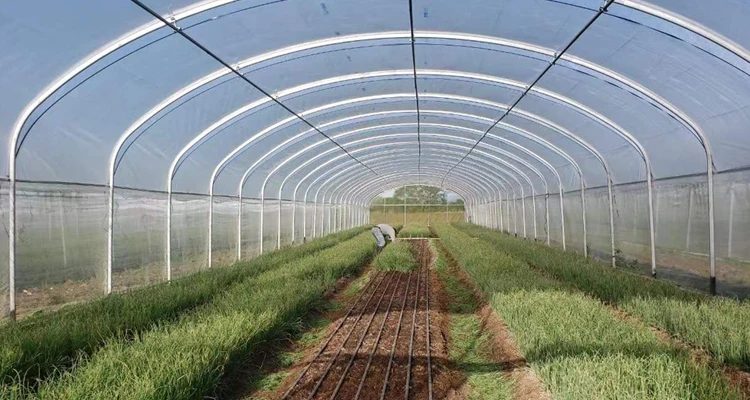 GT Agricultural Greenhouse Tunnels - Efficient Ventilation