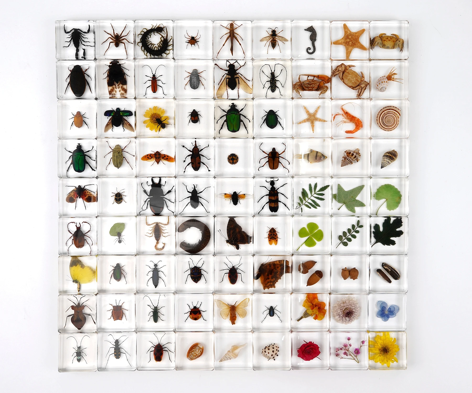 Qf China Supplier Insect Specimen Sale Dried Insect Specimen Beetle ...