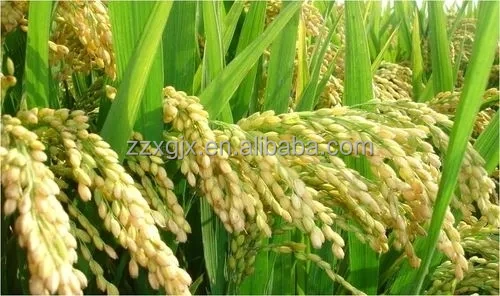 20T 30T per Batch Paddy Dryer Maize Dryer Grain Dryer Machine by Xinguang