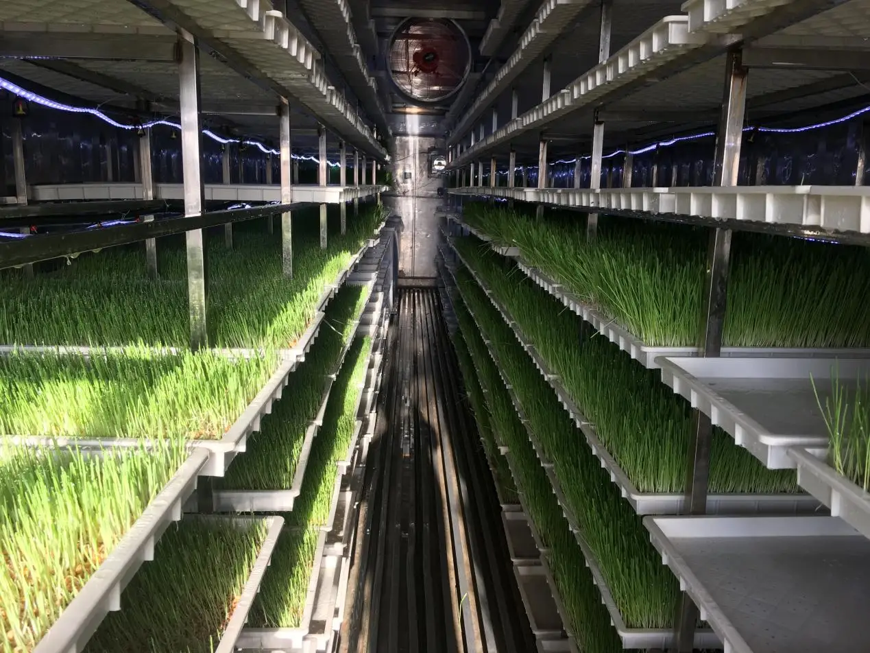 Hydroponic Growing Automated Fodder Hydroponics Sprout Hydroponic ...