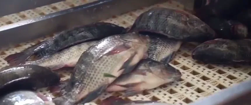 Chinese Origin Seafood Fish Tilapia Frozen Alive Wholesale Price - Buy ...