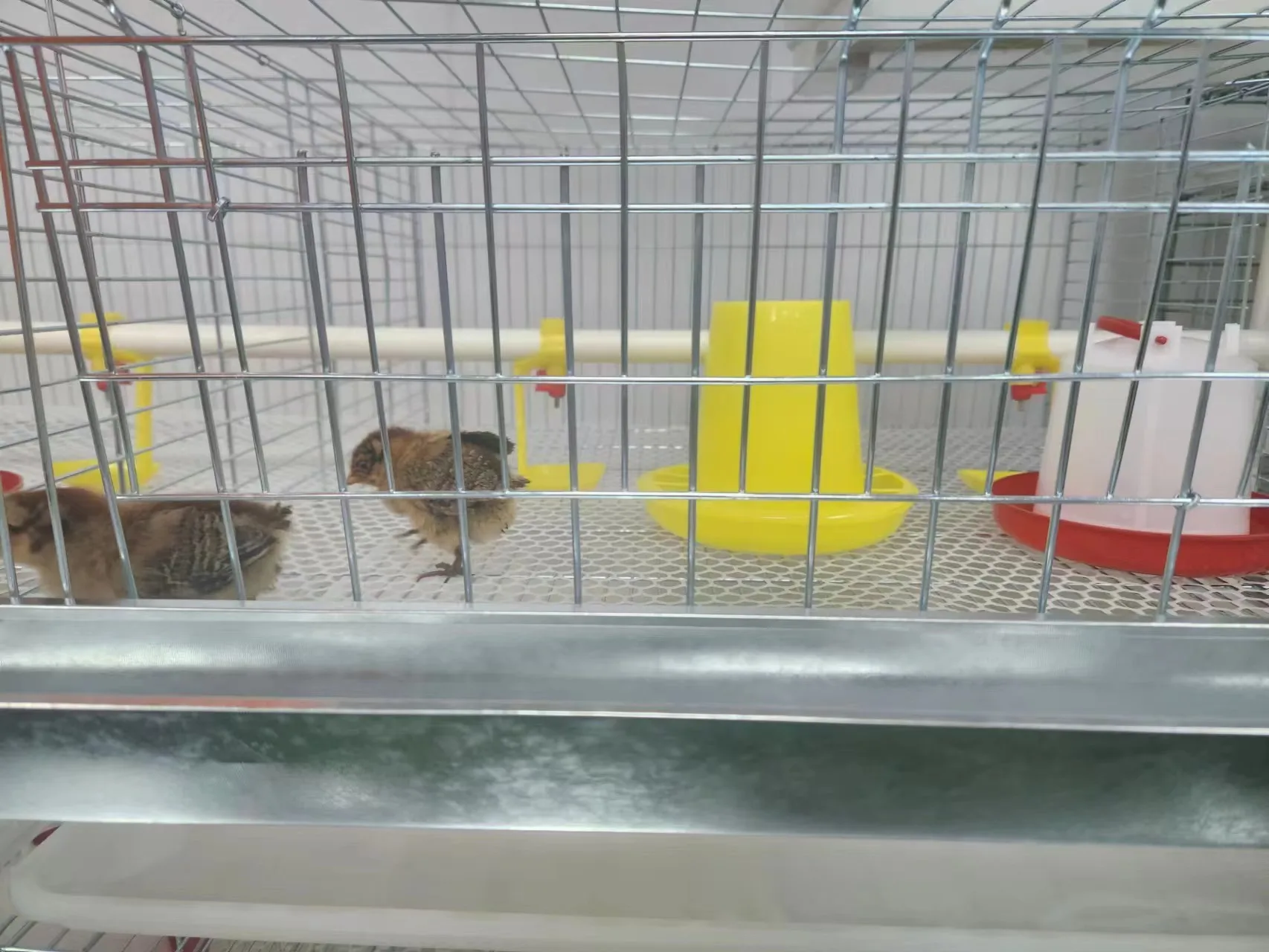 H Type 45 Days Baby Chicken Cage/ Brooder/ Day Old Layer Chick Cages ...