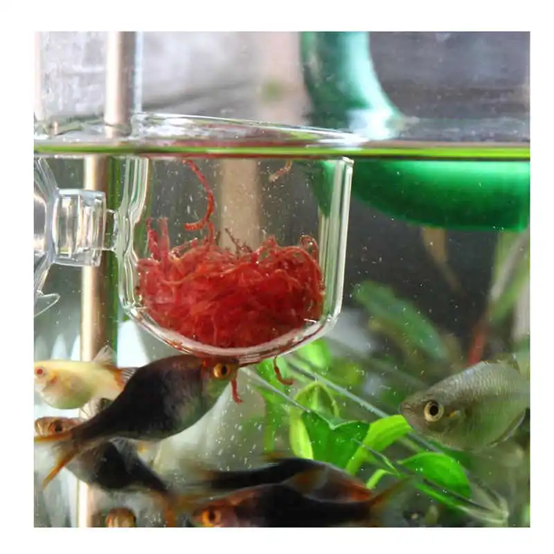 Small Brine Shrimp Tanks