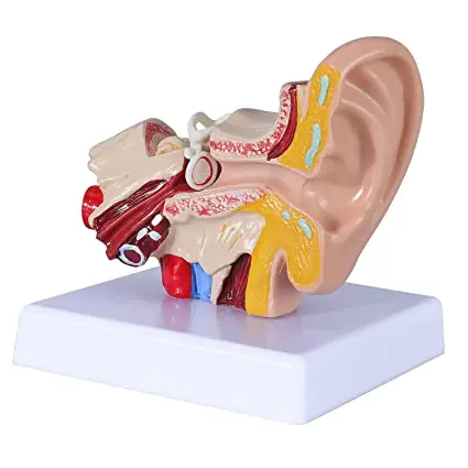 Human Ear Model Anatomy - Enlarged 3D Ear Model for Training