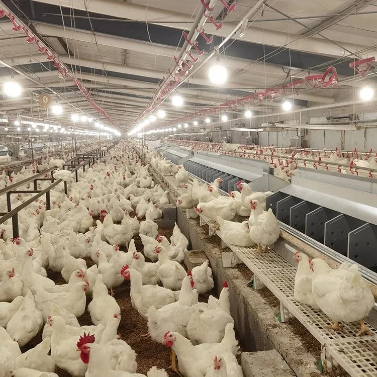 150*75cm Plastic Slatted Floor for Chicken Sheds