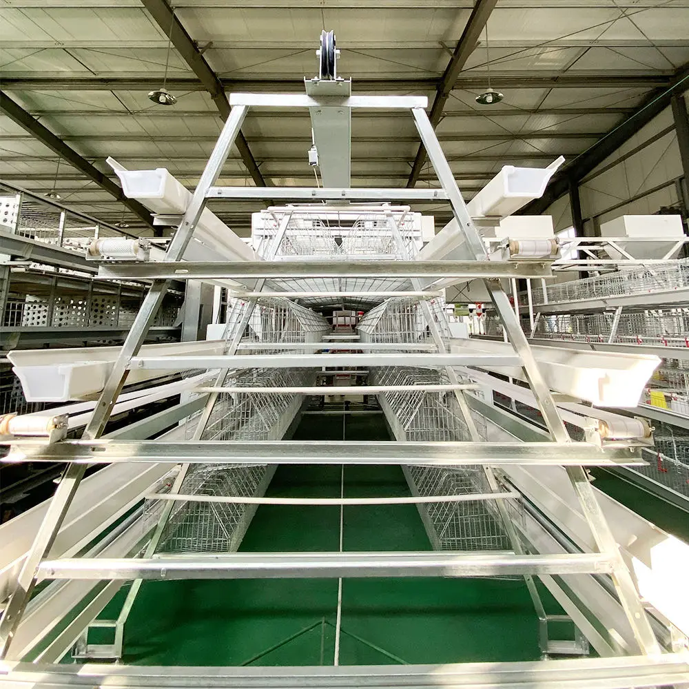 A Type Layer Chicken Cages - Efficient & Durable Solutions