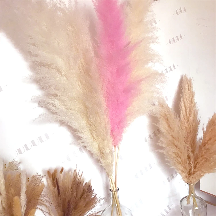 BOHO Wedding Large Plume Natural Real Preserved Dried Pampas Grass