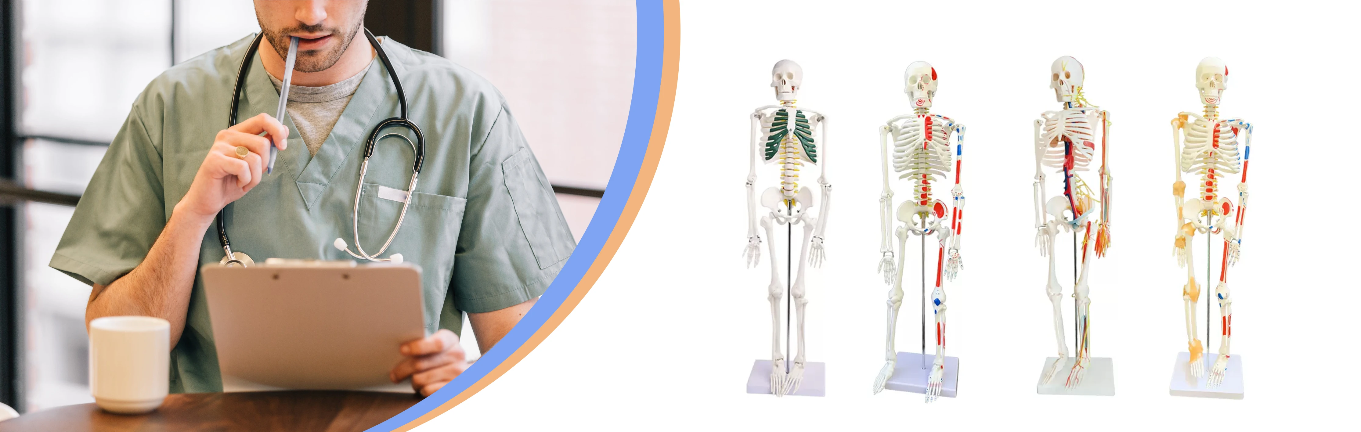 Life Size 3-parts Numbered Skull Model With Full Set Of Teeth Removable ...