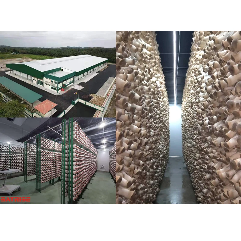 Mushroom Farm Design - Customized Growing Equipment