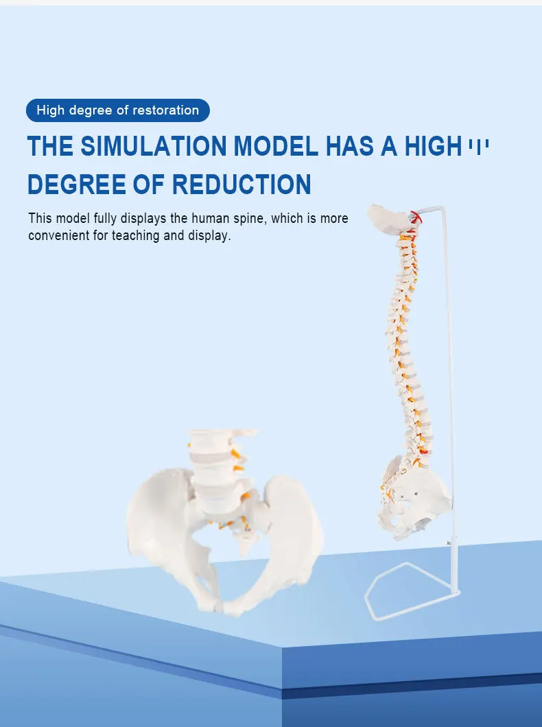 Life-Size Anatomical Models Spine Pelvis Femoral Head PVC Spinal Nerves ...