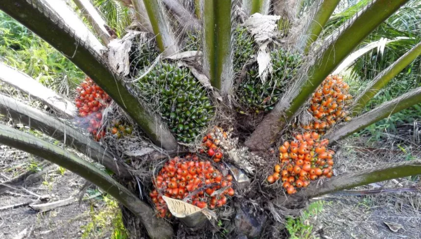 3M Oil Palm Motorized Cutter - High Productivity Harvester