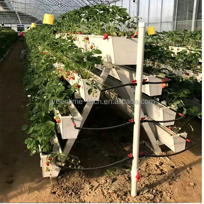 Commercial Strawberry Hydroponic Growing Systems Indoor - Buy ...