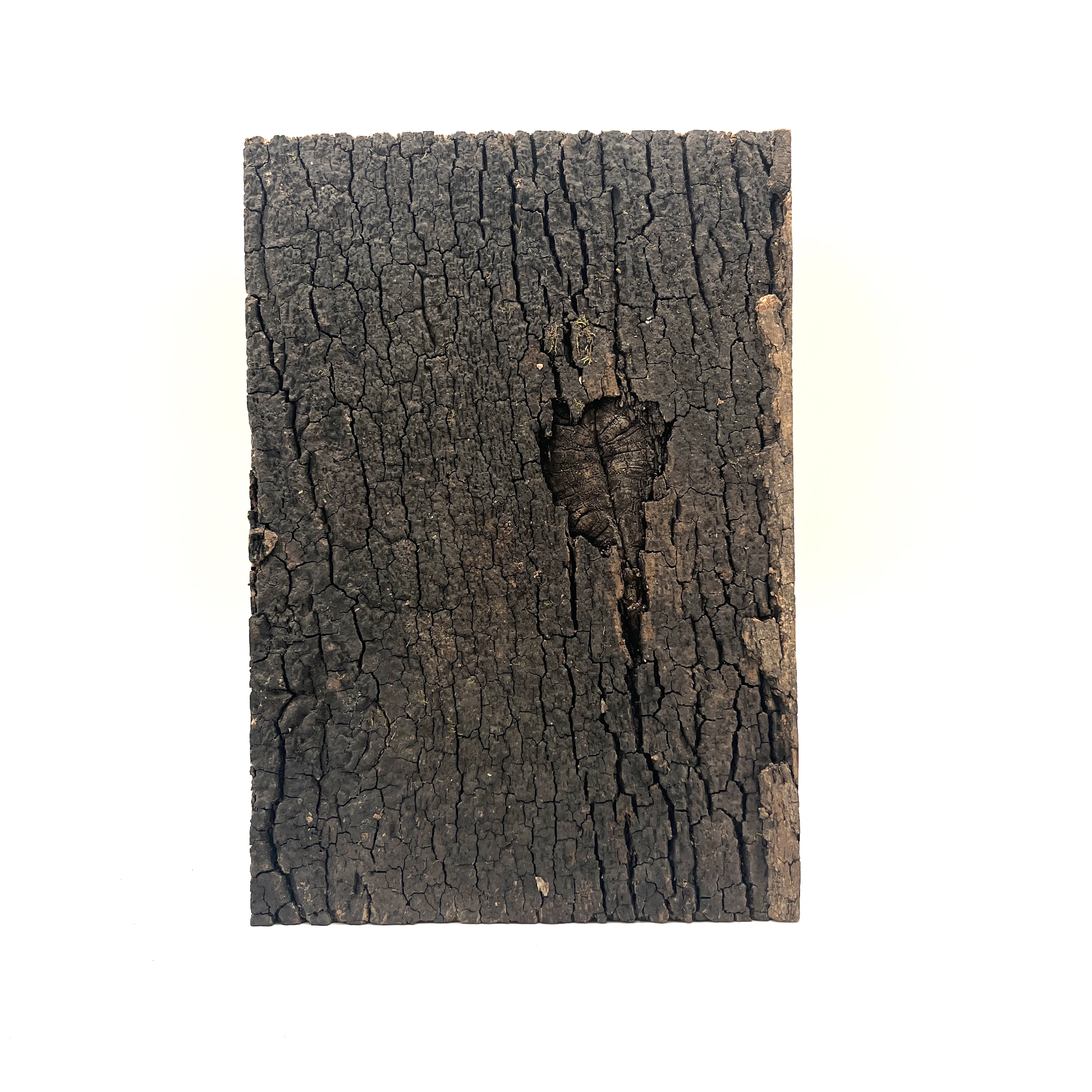 LEECORK Terrarium Background - Eco-Friendly Cork Tiles