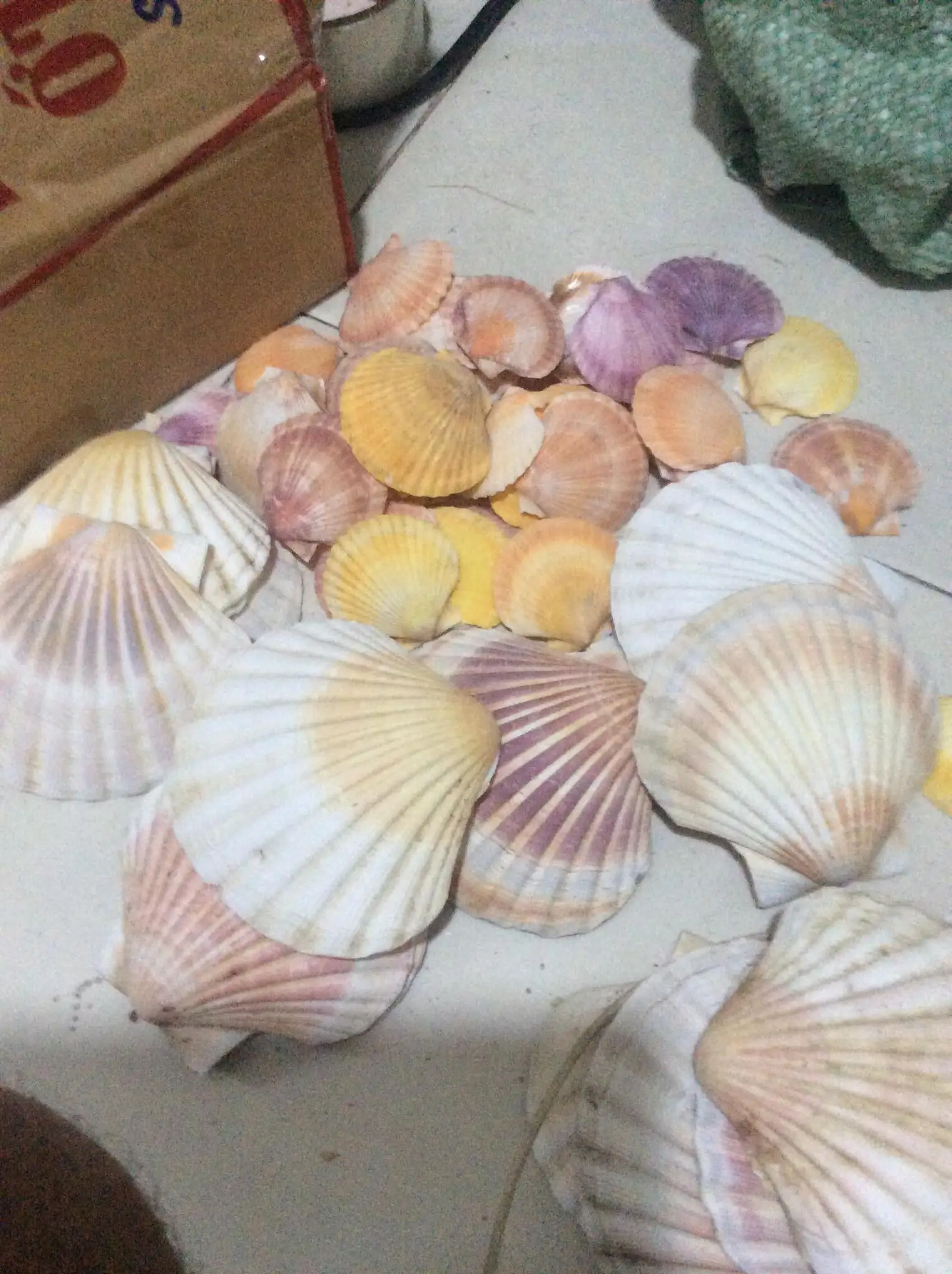 VIETNAM ORIGIN DRIED SCALLOP SHELL/ SEA SHELL for CRAFT