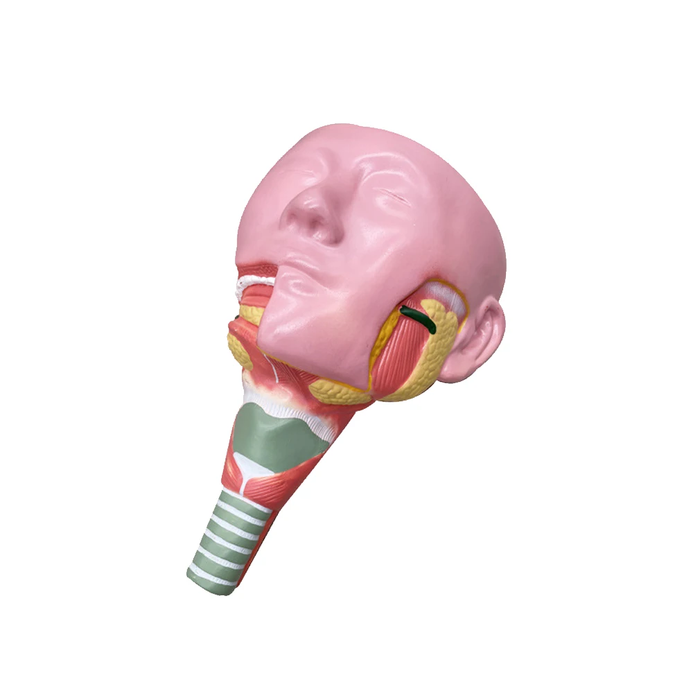 Salivary glands and pharynx muscle model ZM1206 16.5*14*24.5| Alibaba.com