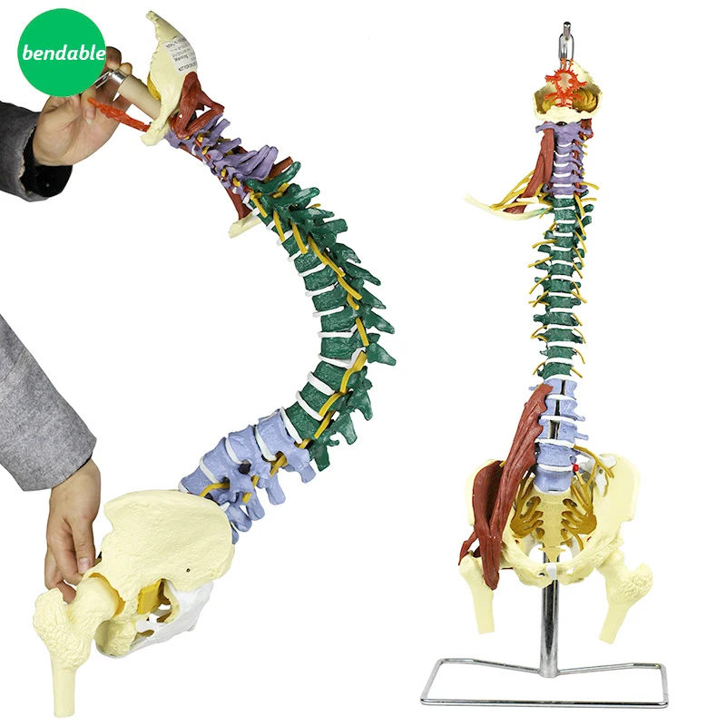 Human Skeleton Model Anatomy Spinal Column Vertebral Column Model ...