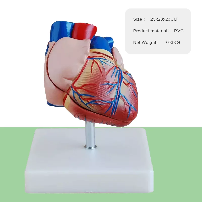 Life Size Human Heart Anatomical Model 2 Parts for Training Medical ...