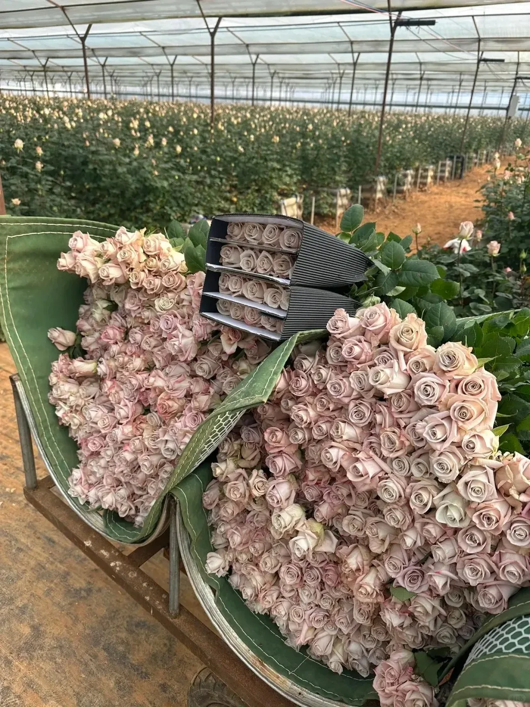 Company Overview - Kunming Top Flowers Import & Export Company