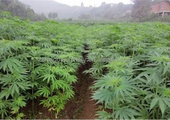 Hemp Decorticator Machine - Efficient Fiber Extraction