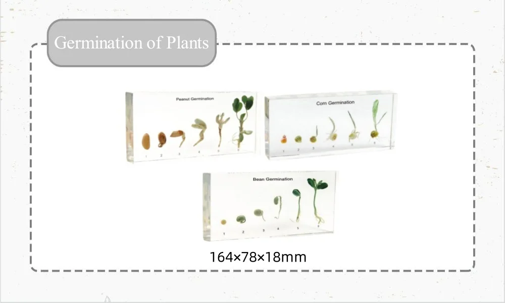 Paddy Rice Germination Specimen Plant Paperweight Taxidermy Collection ...