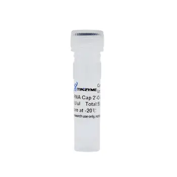 Tinzyme Gmp Grade Mrna Cap 2' O Methyltransferase Reacts Only With Rna ...