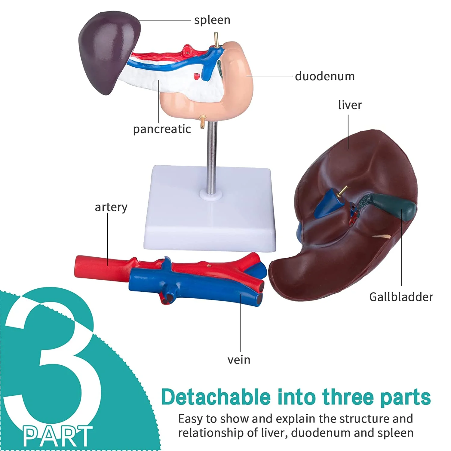 High Quality Liver,Pancreas,Duodenum Model Manufacturers Catalog Human ...