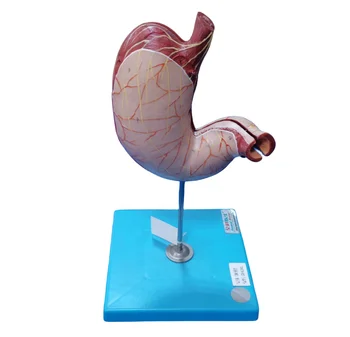 Shanghai Evenk International Trading Co., Ltd. - Emergency training ...