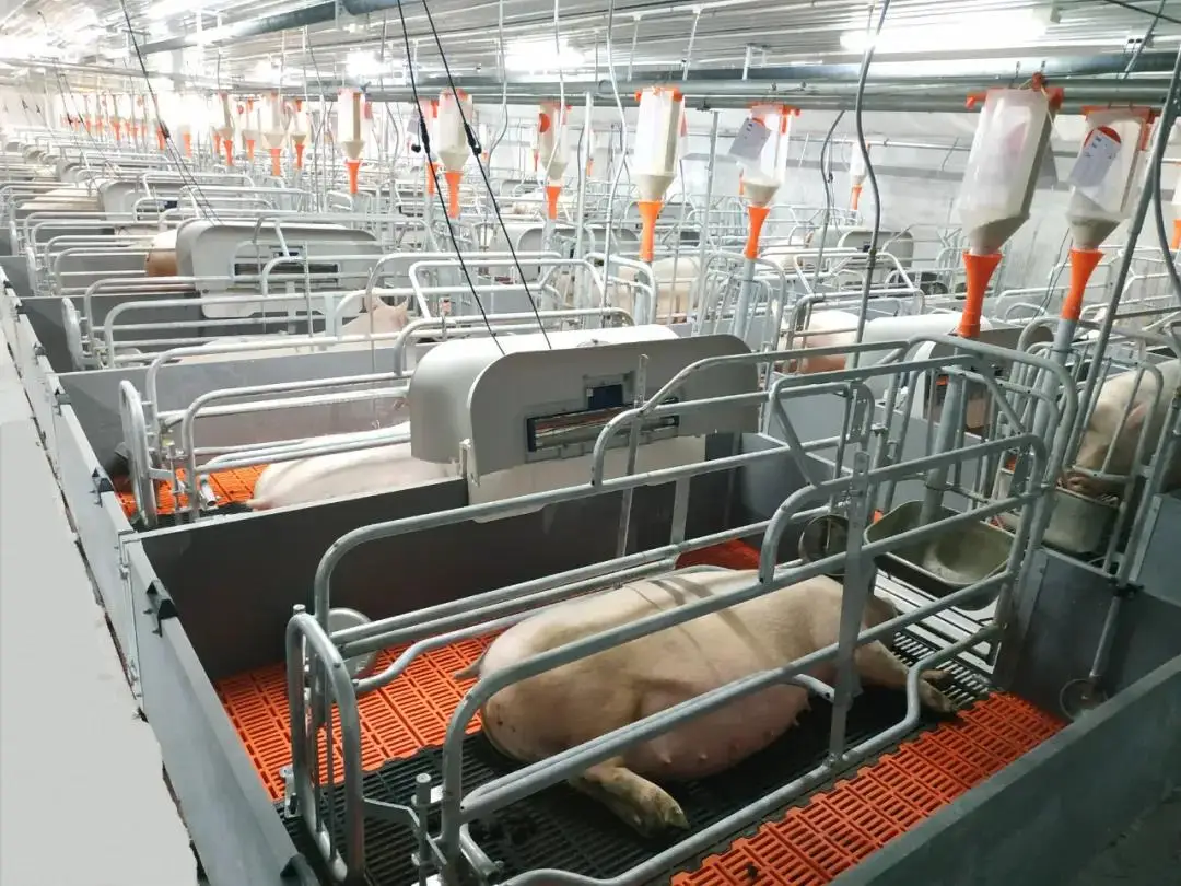 Modern Farrowing Crate - Durable Piglet House Made in China