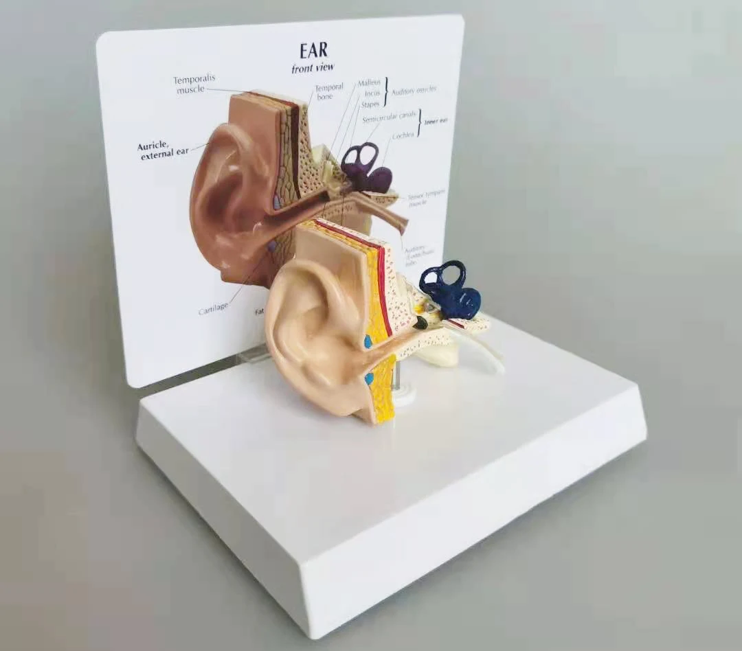 medical science PVC ear enlarged anatomy model auditory sense organs ...