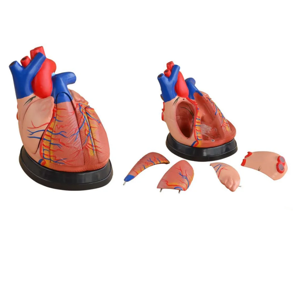 Human Jumbo Heart Model Life Size Heart Model Vascular for Teaching ...