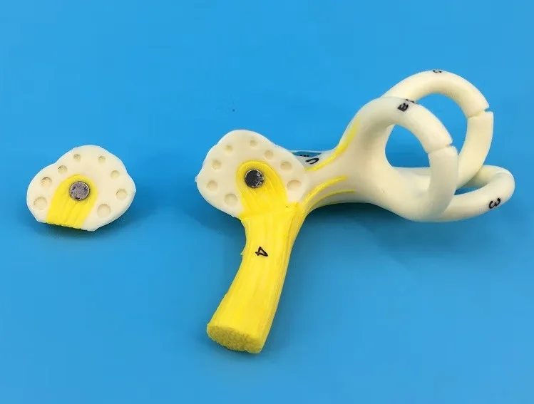 Anatomical Model of the Human Ear - Inner Labyrinthian