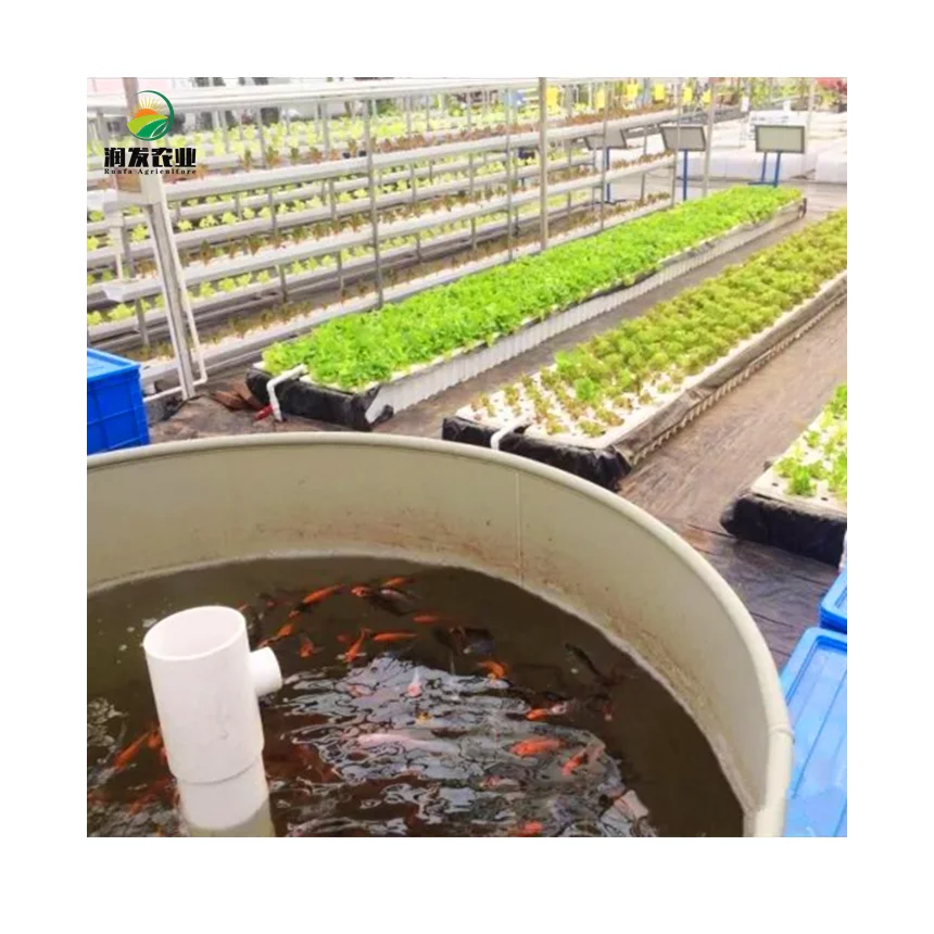 Smart Aquaponic-system Equip Aquaponics Foam Board In Greenhouse ...