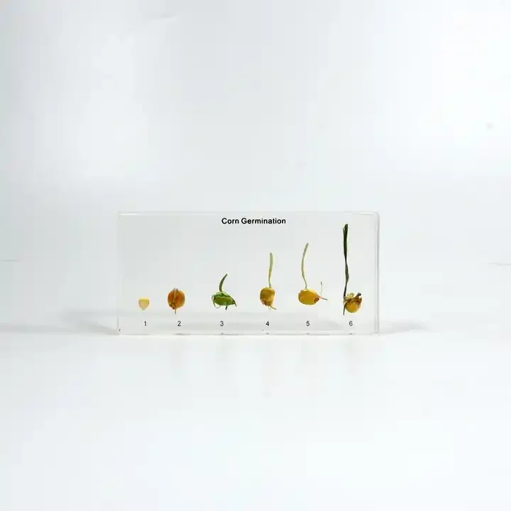 Corn Germination Specimen Plant Paperweight Taxidermy Collection ...