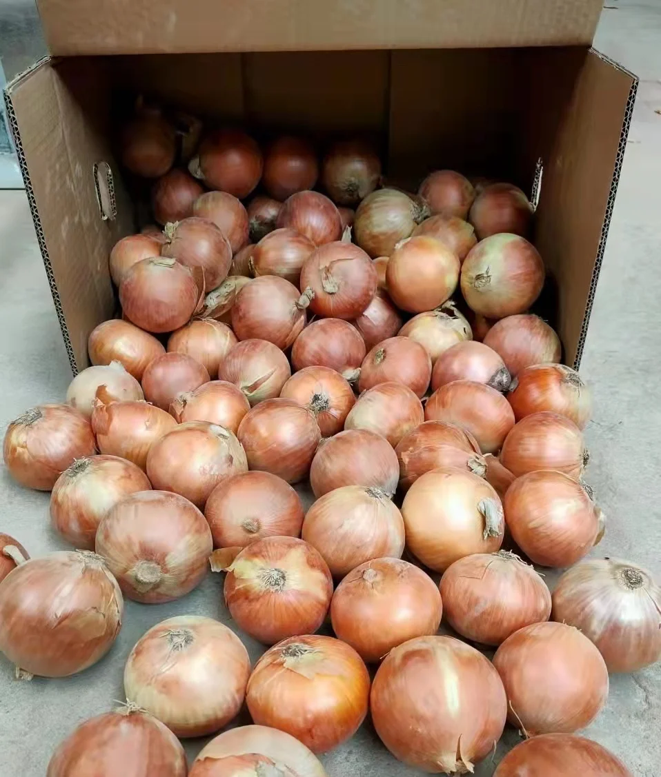 New Crop Fresh Onion Factory High Quality Fresh Yellow Onion Non-peeled ...