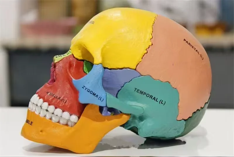Educational Bone Supplies Human Medical Anatomy Color Skull Model Can ...