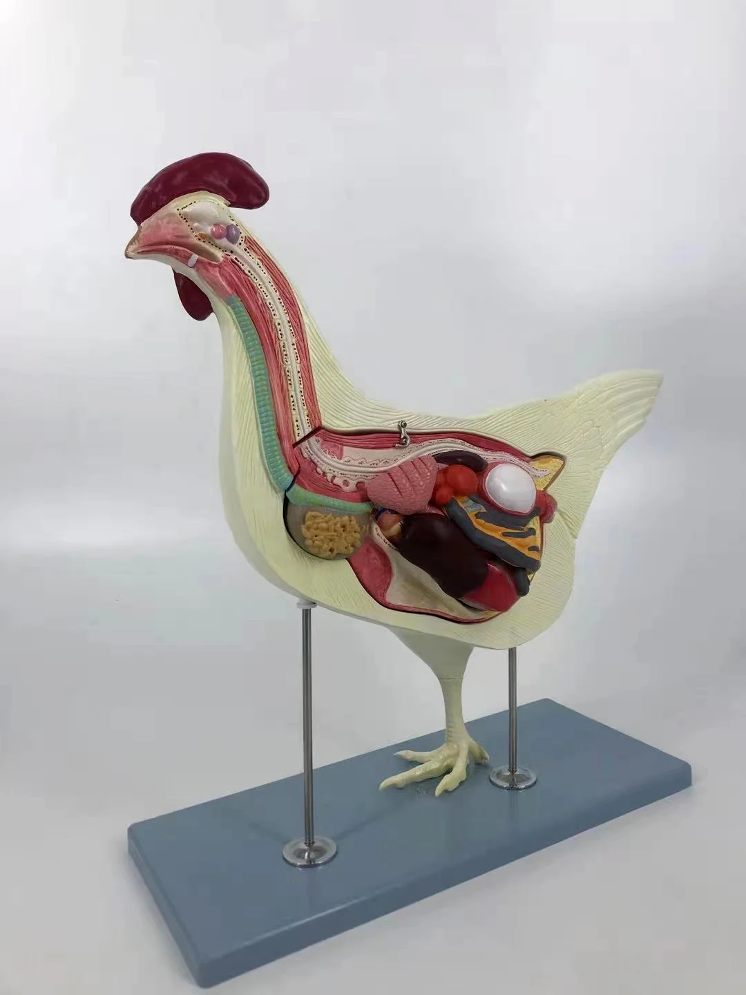 Chicken Anatomical Model Animal Anatomical Model Plastic Chicken ...
