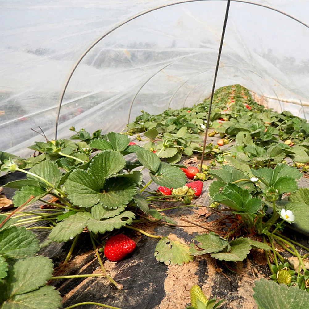 Agricultural Hdpe Transparent Anti-insect Net Greenhouse Anti Insect ...